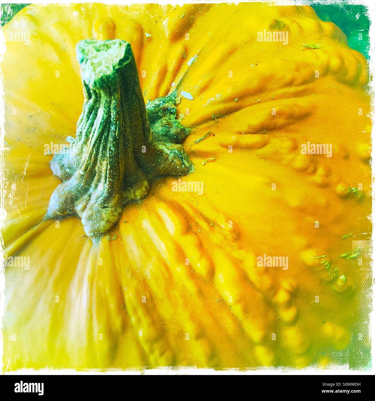 Pumpkin with warty features Stock Photo - Alamy