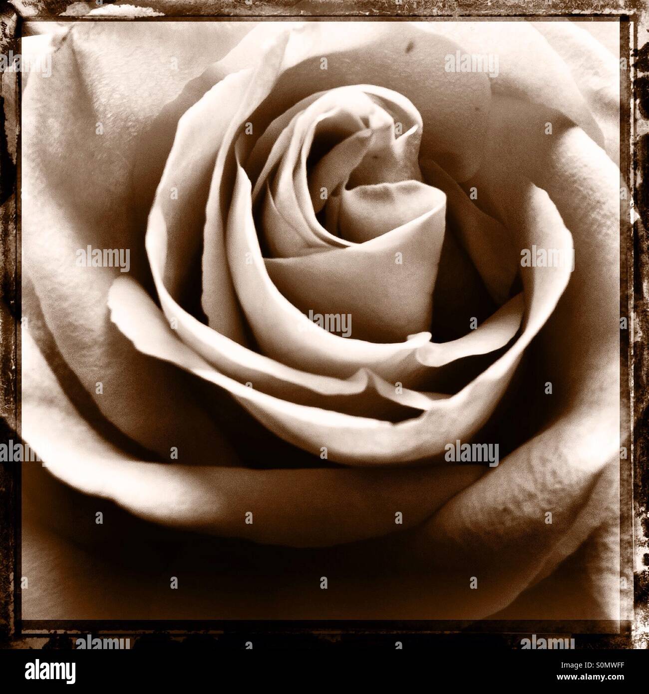 Sepia fine art flower hi-res stock photography and images - Alamy