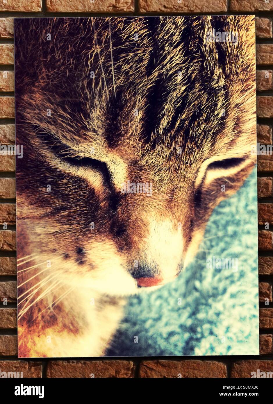 Cat portrait, filters used Stock Photo - Alamy