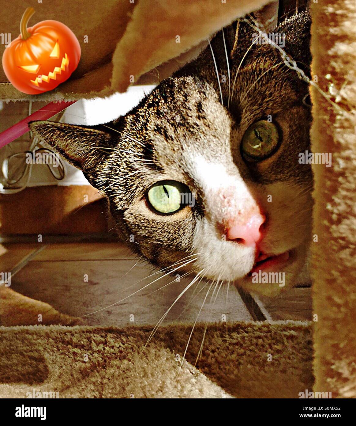 .. funny scary halloween Stock Photo - Alamy