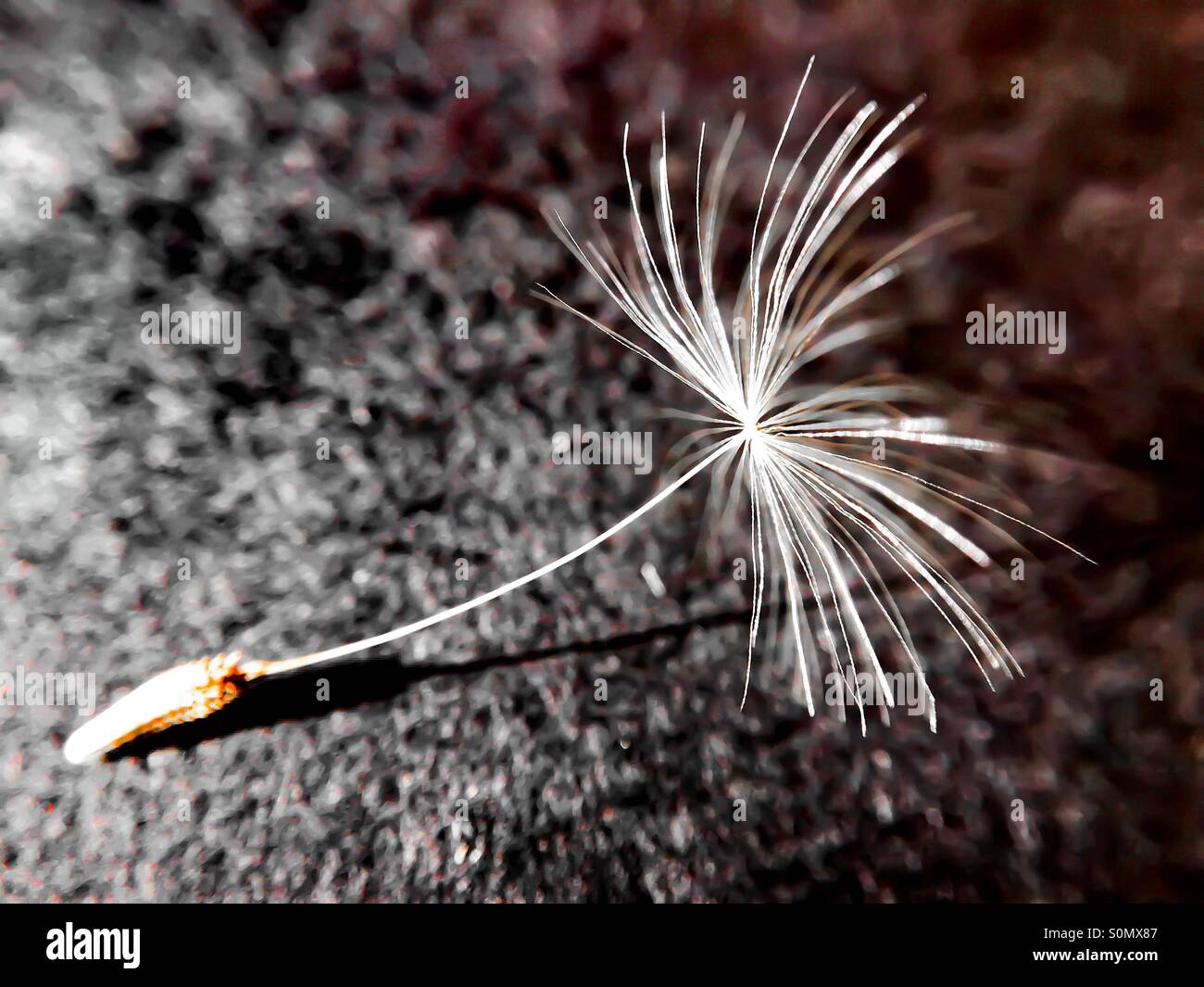 Dandelion seedling hi-res stock photography and images - Alamy