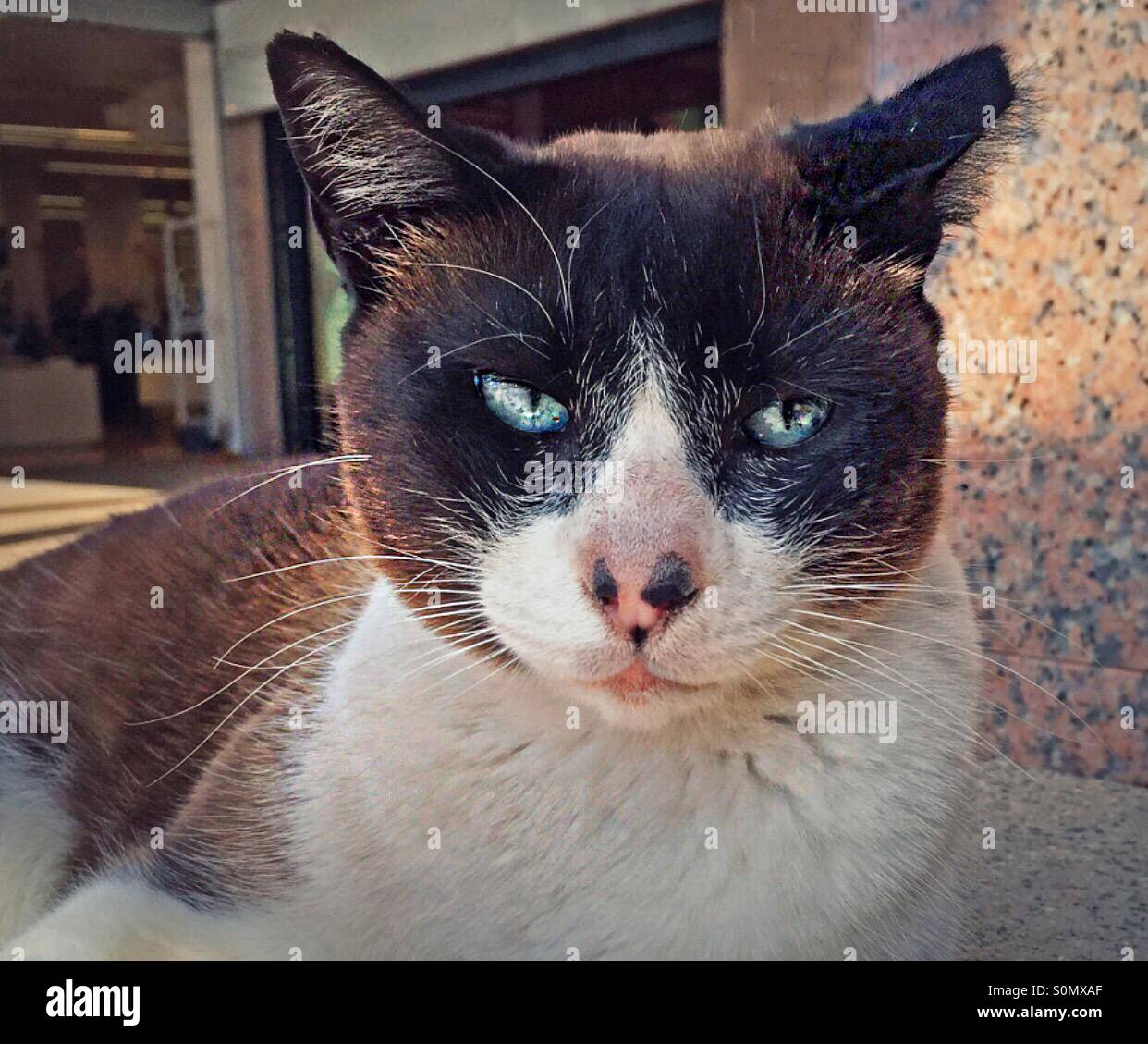 ..cat is watching Stock Photo - Alamy