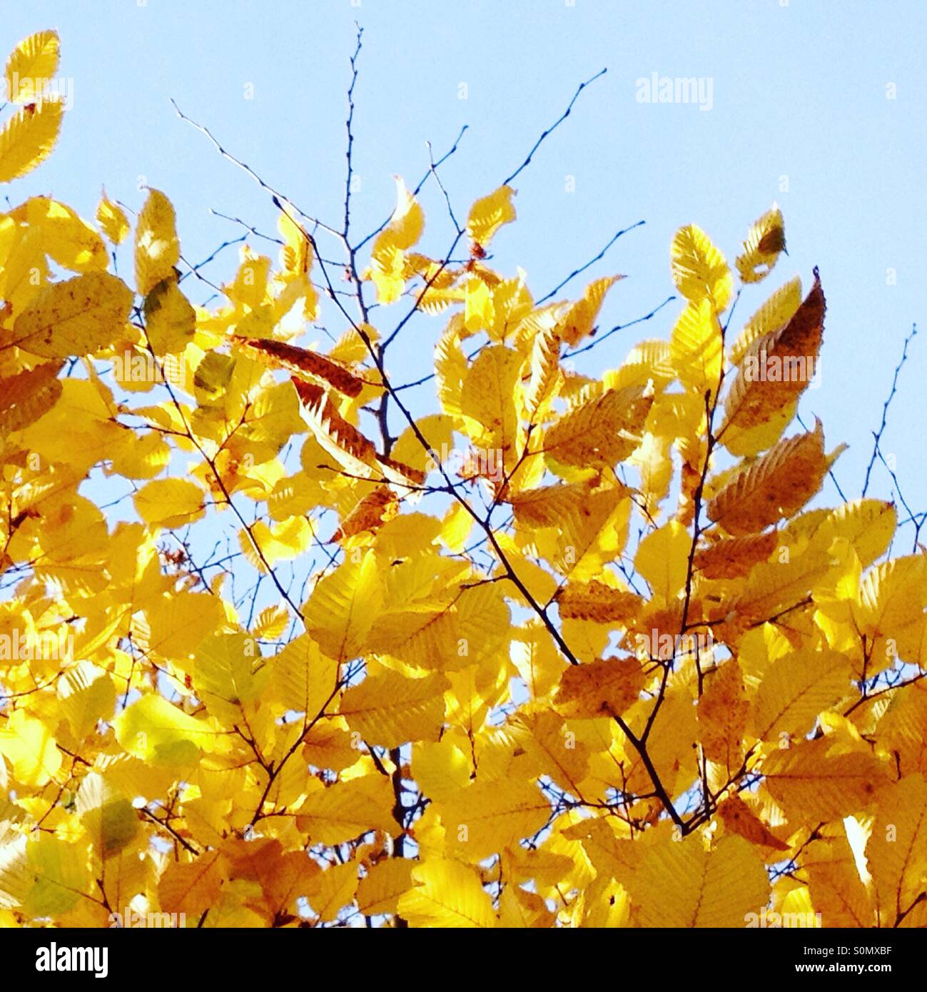 Golden leaves hi-res stock photography and images - Alamy