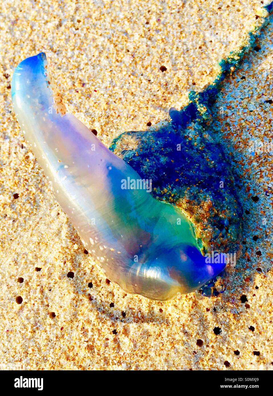 Bluebottle Australia Stock Photos & Bluebottle Australia Stock Images ...