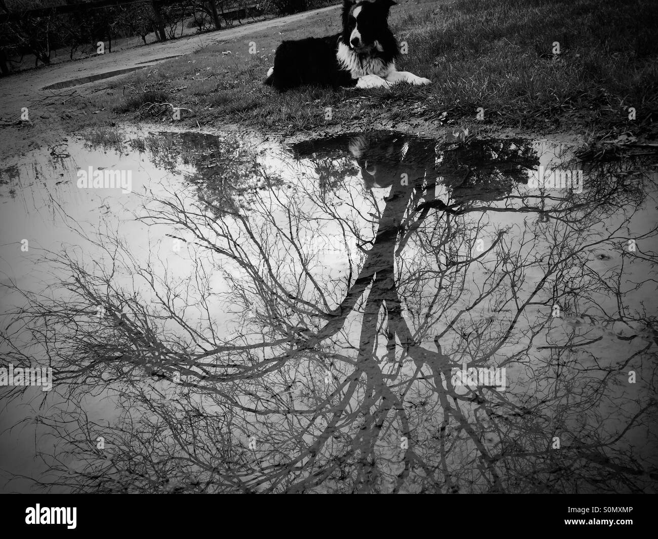 Puddles reflecting hi-res stock photography and images - Alamy