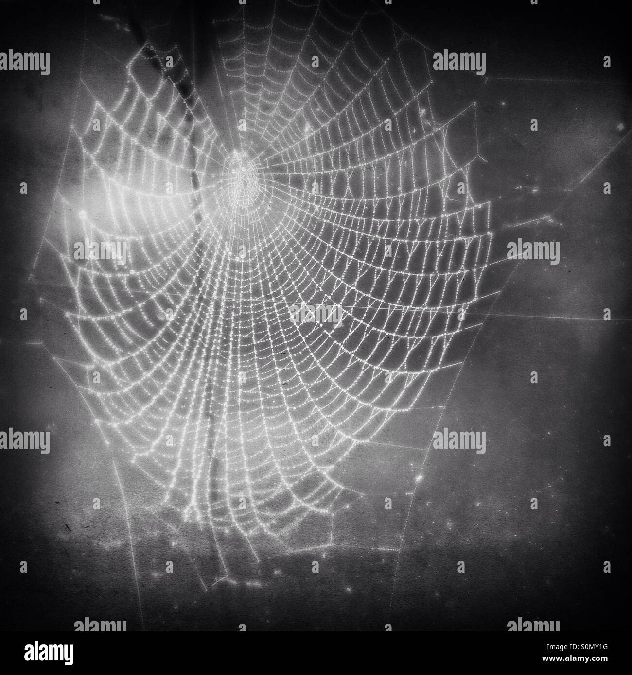Spiderweb photographed in vintage style Stock Photo - Alamy