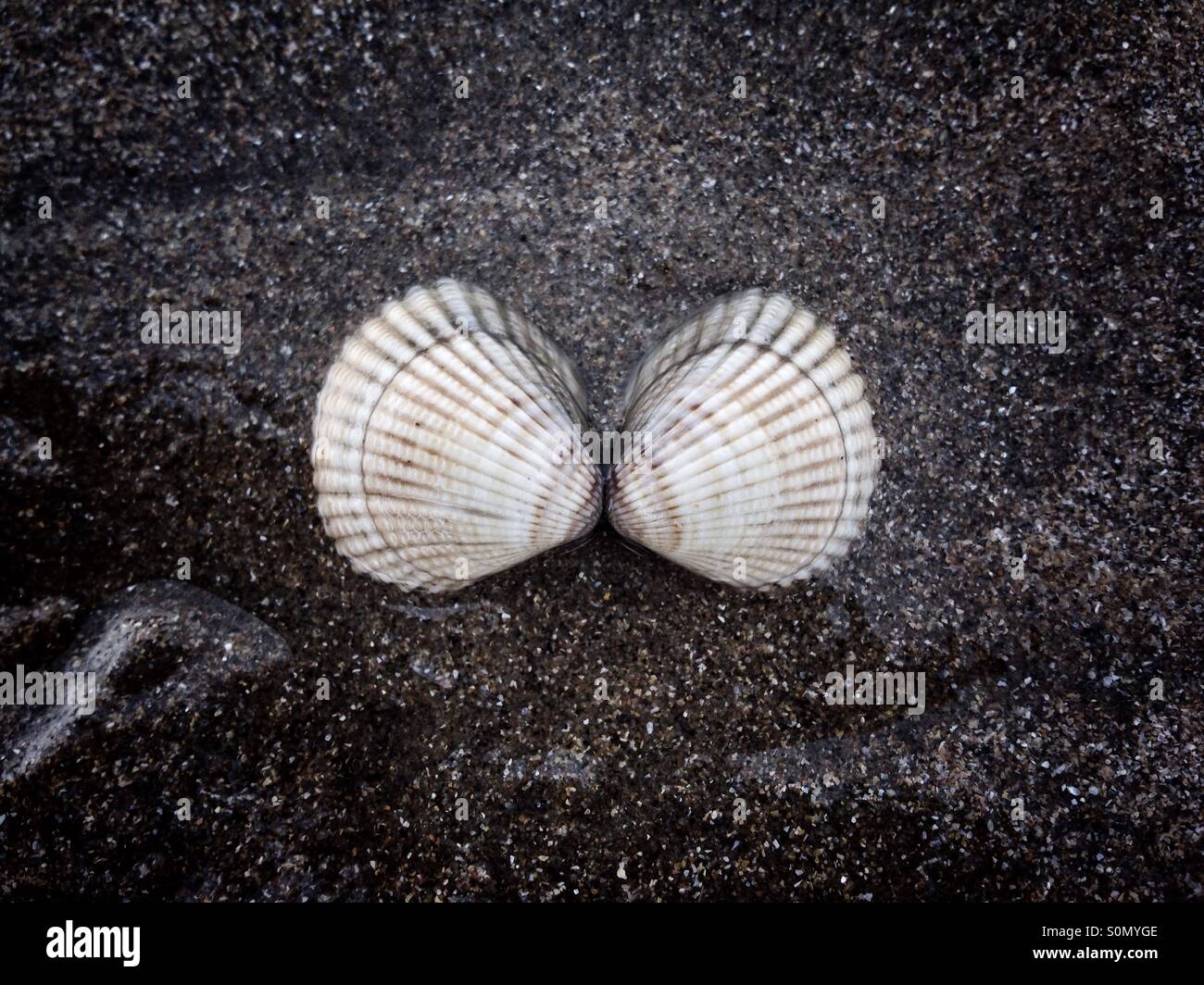 Cockle Shell High Resolution Stock Photography and Images - Alamy