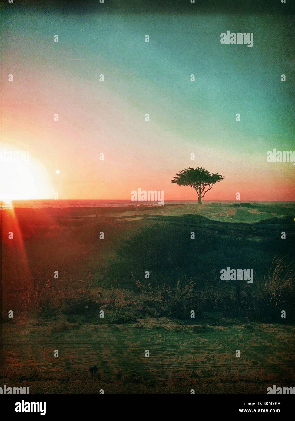 Cypress tree and beach hi-res stock photography and images - Alamy