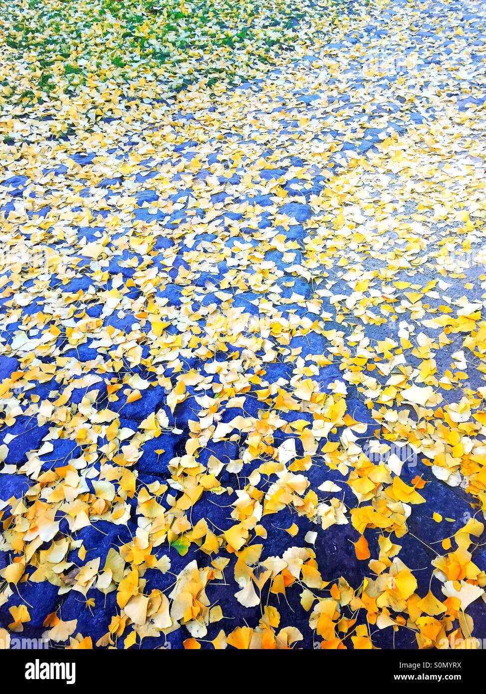 Autumn leaves on a curved pathway Stock Photo - Alamy