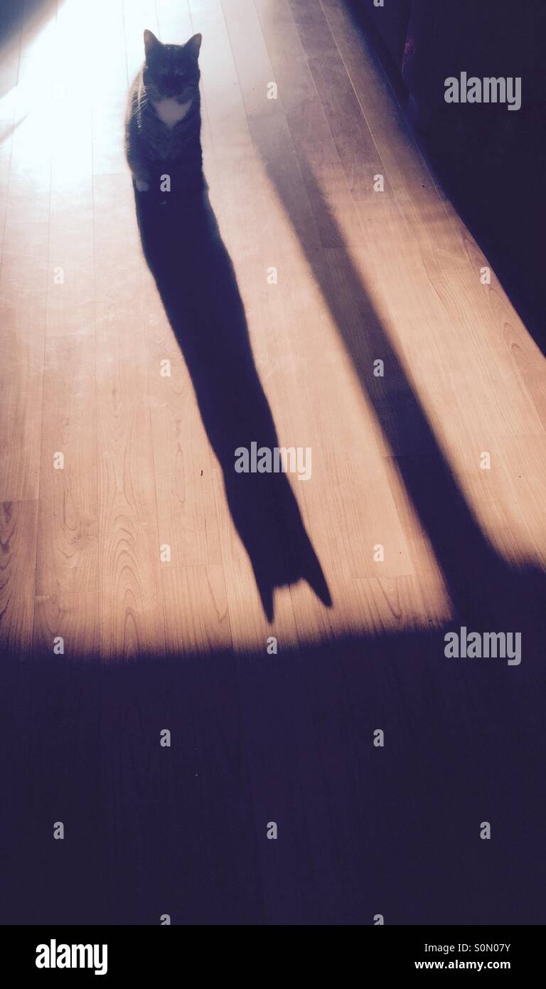 Cat And Its Shadow High Resolution Stock Photography and Images - Alamy