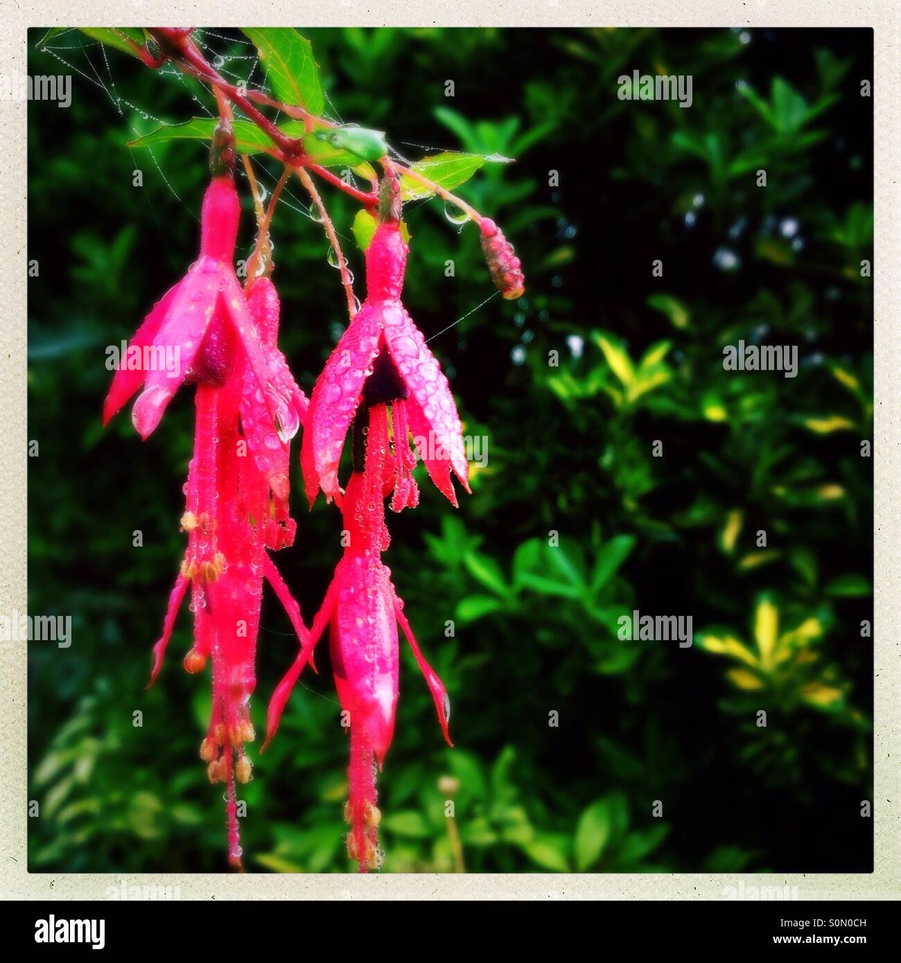 Fuchsia pink flower hi-res stock photography and images - Alamy