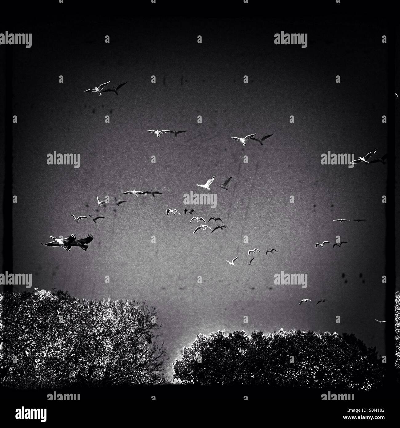 Black fly flies flying hi-res stock photography and images - Alamy