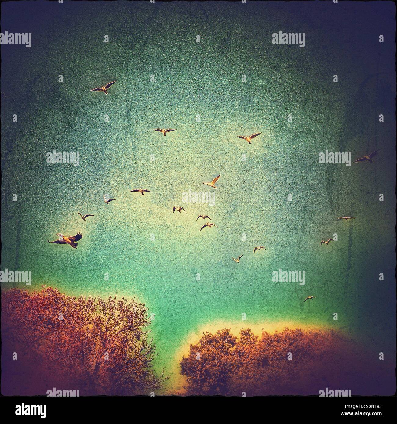 Birds flying in Regent's Park, City of Westminster, Central London ...
