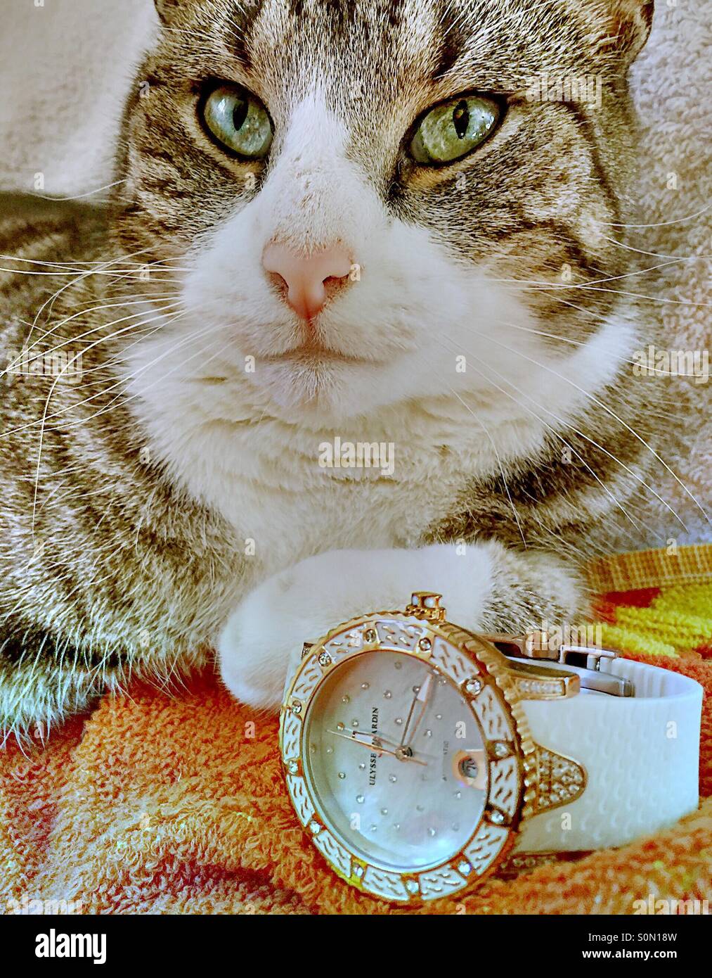 More kater hi-res stock photography and images - Alamy