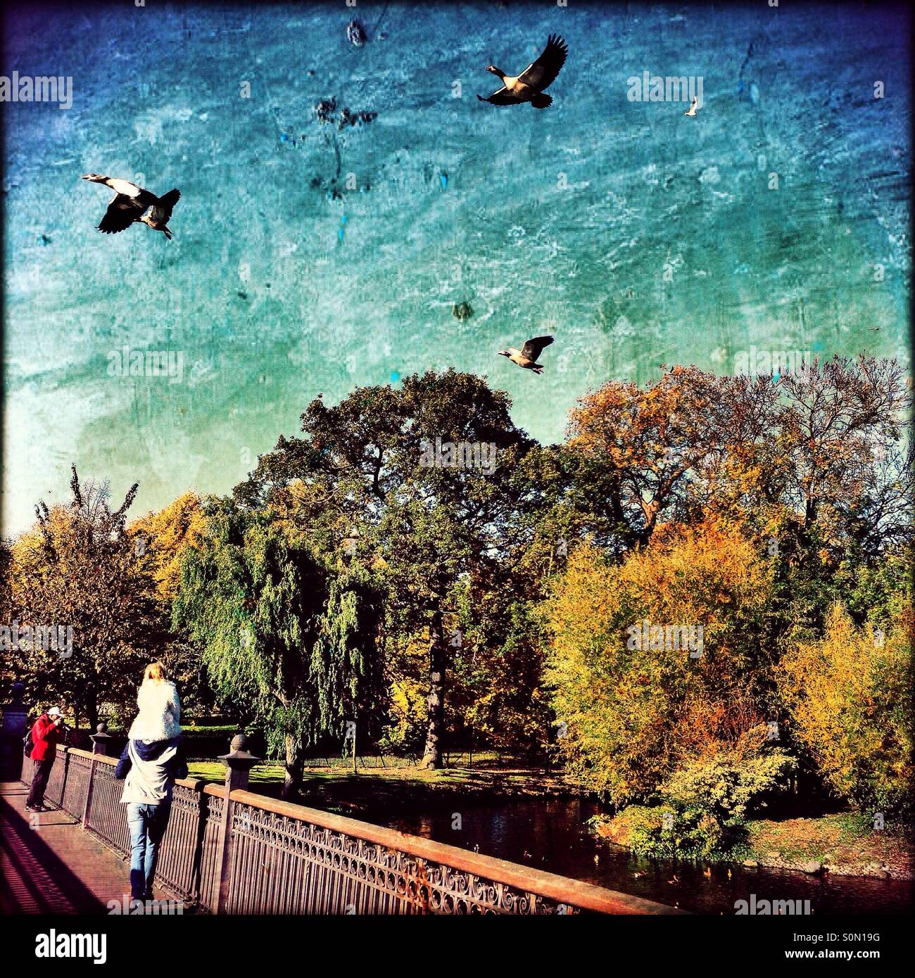 View of birds flying in Regent's Park, City of Westminster, Central ...