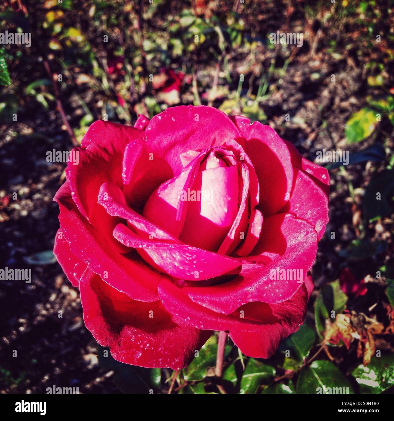 Regents park london rose gardens hi-res stock photography and images ...