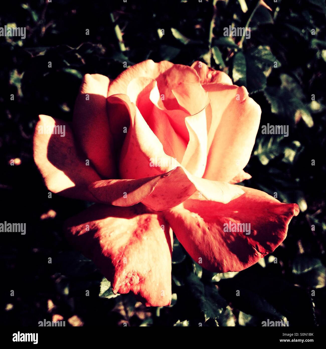 Horricultural hi-res stock photography and images - Alamy
