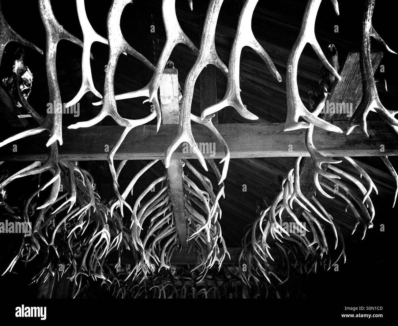 Hundreds of Red Deer Antlers hanging from a roof in Scotland Stock ...