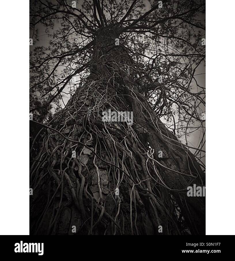 Tree vines hi-res stock photography and images - Alamy