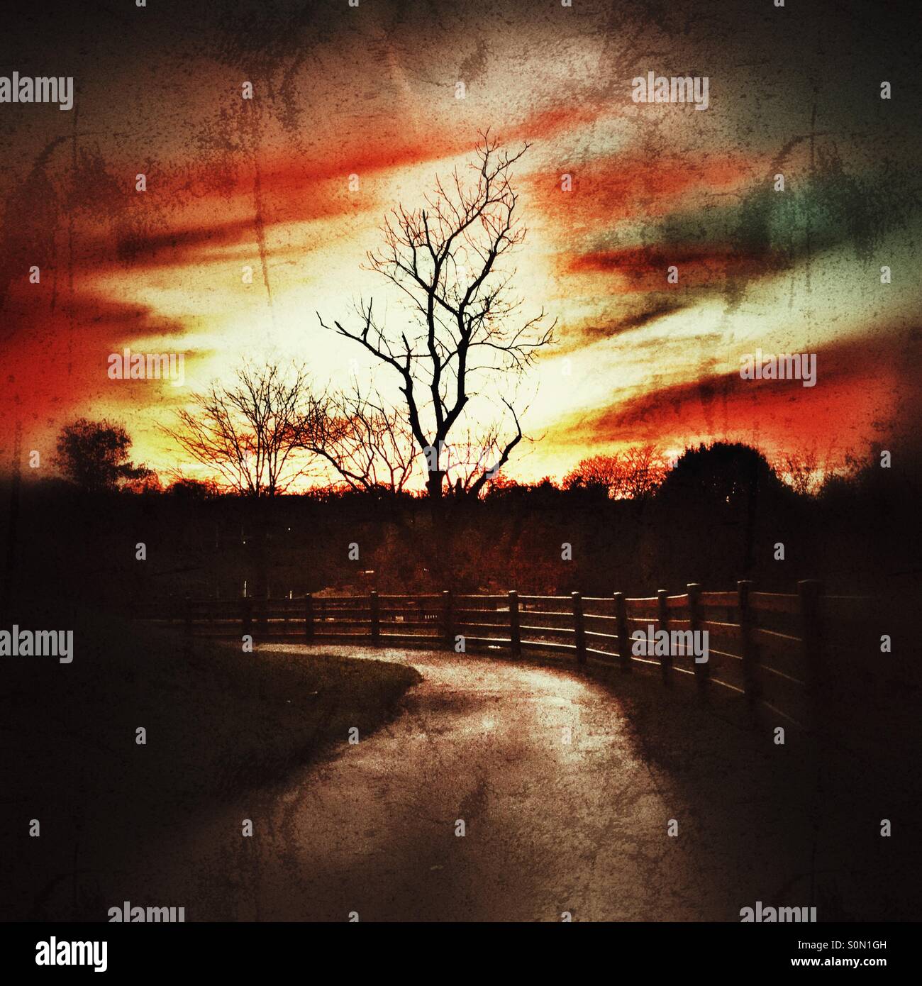 A downhill walking path during sunset. A bare tree reaches inti the ...