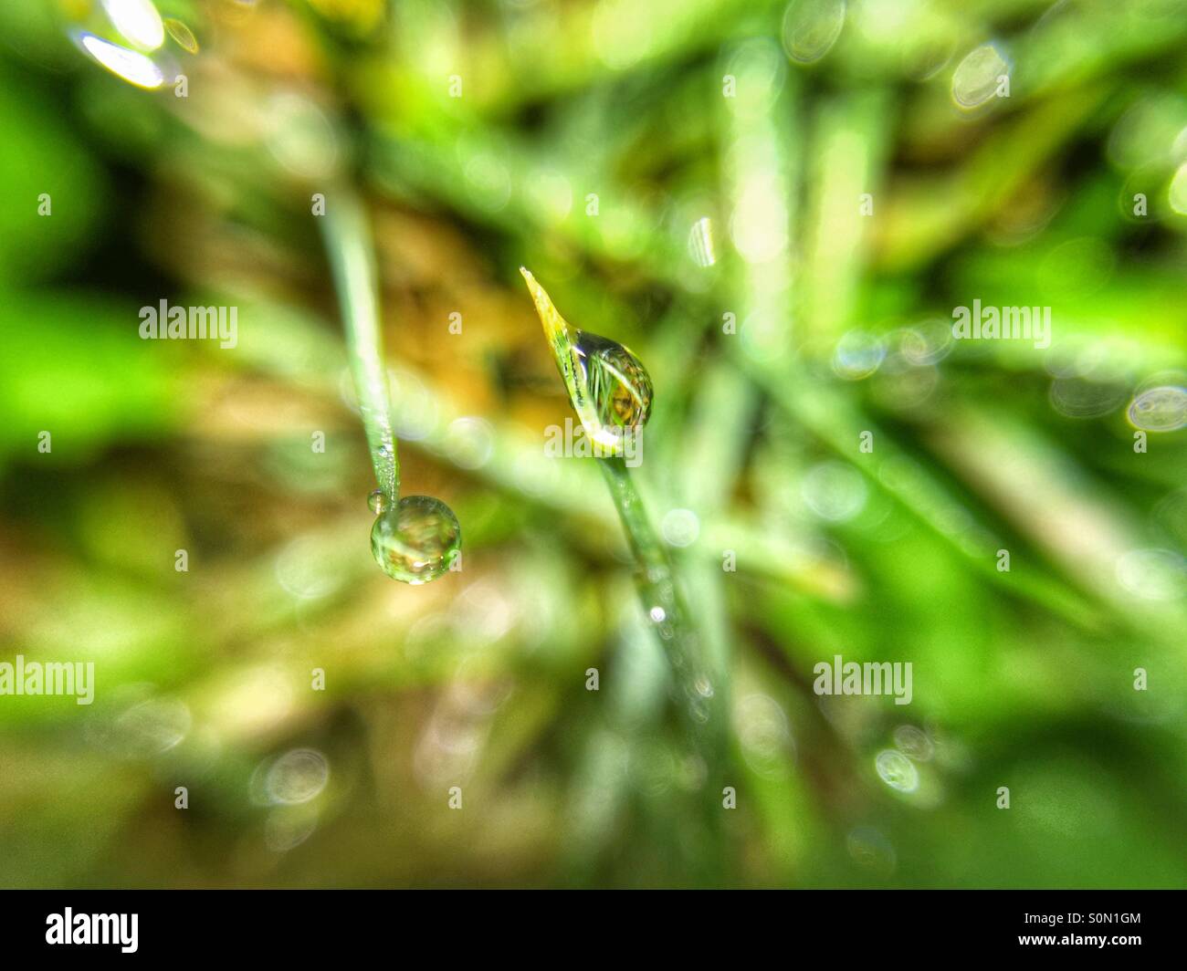Water drop on the grass Stock Photo - Alamy