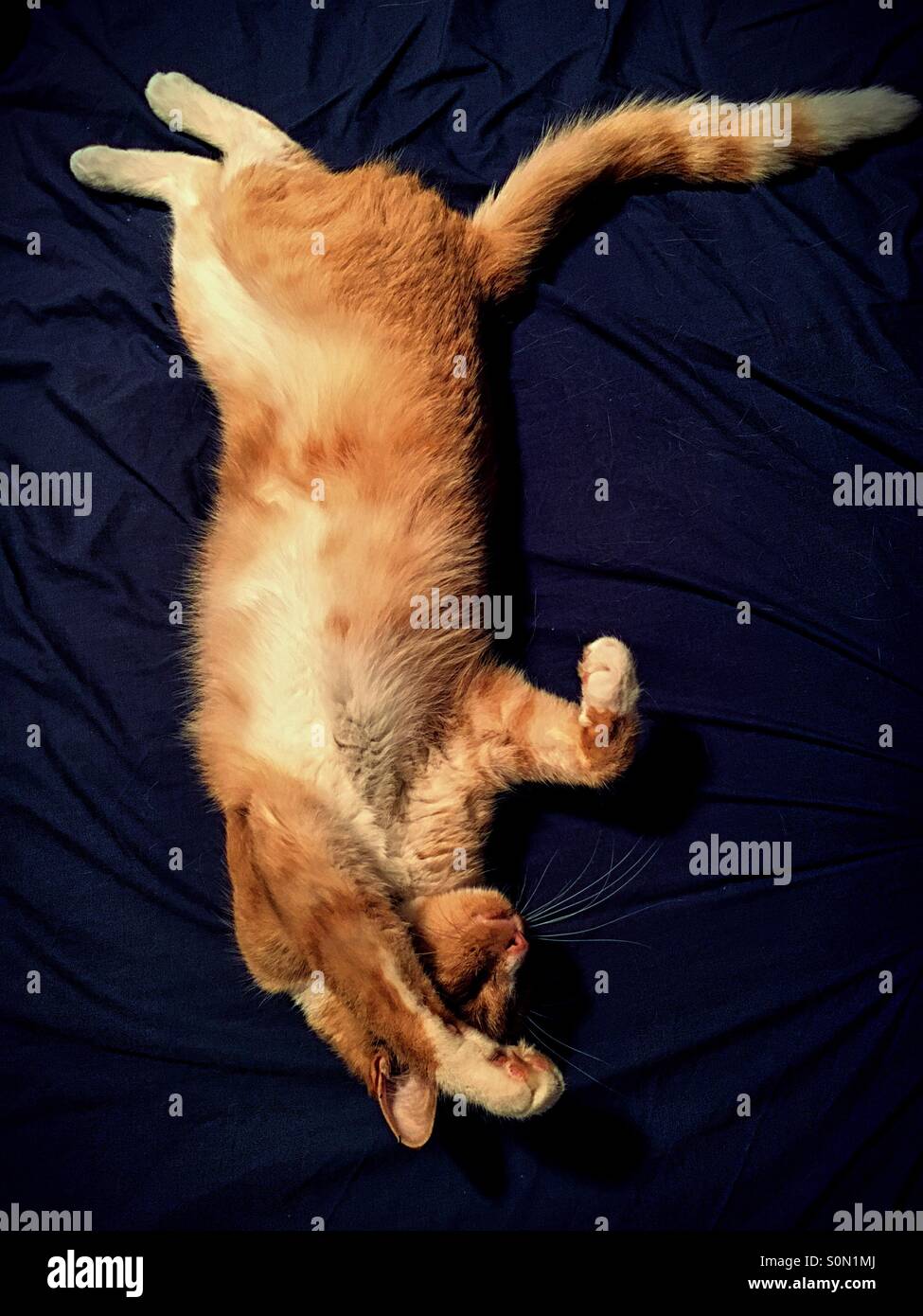 Ginger cat laying on back with paw over eyes against blue background ...