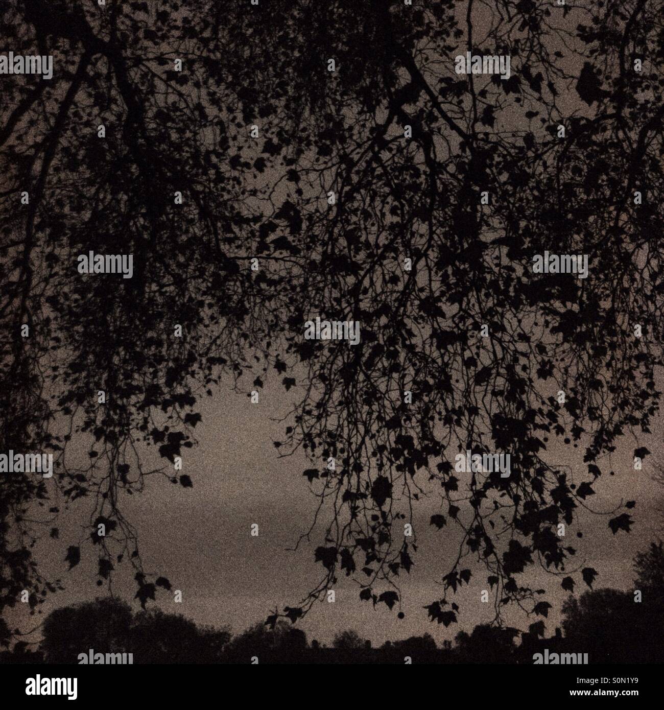 Tree brunch hi-res stock photography and images - Alamy