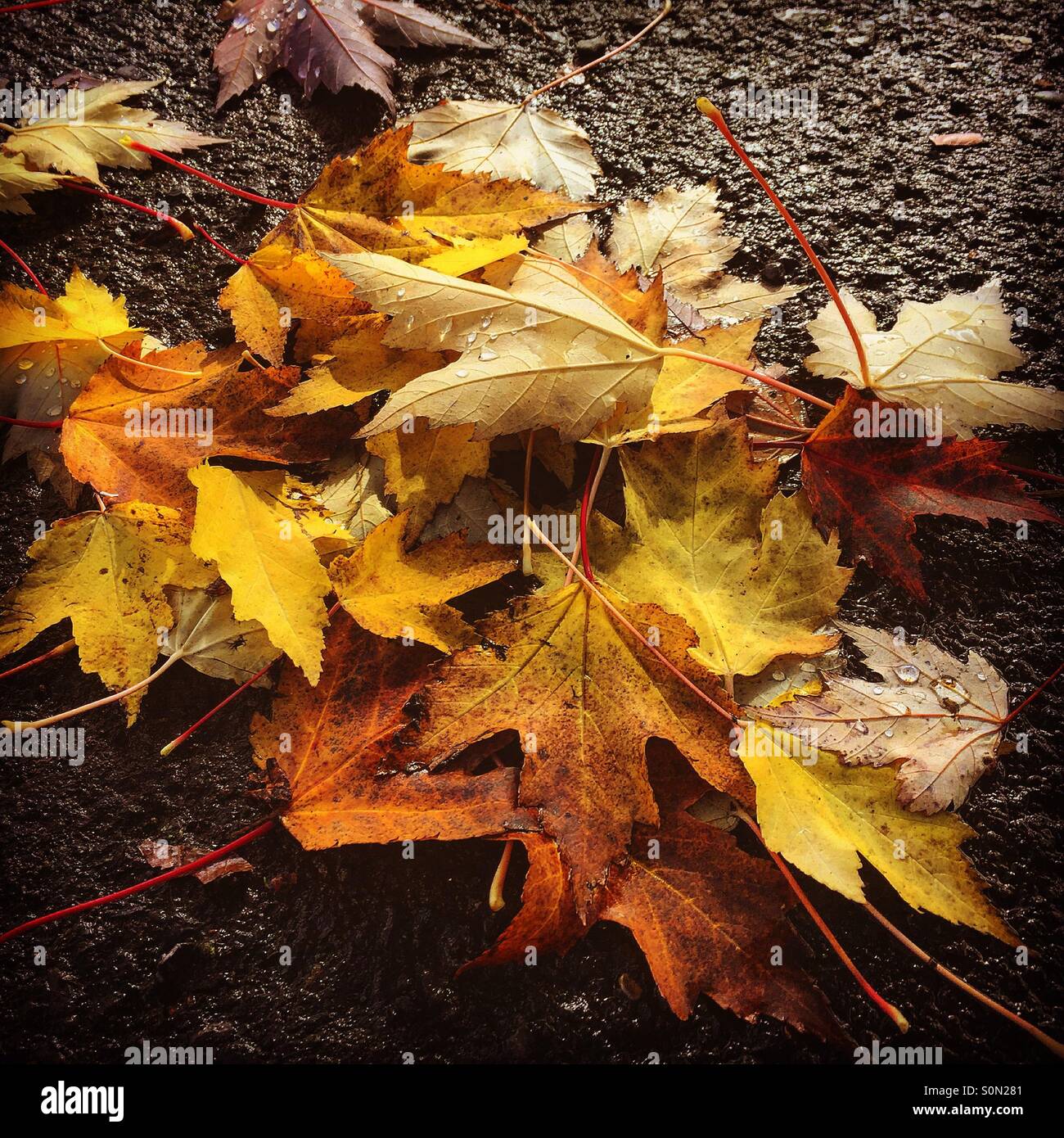 Pile of fall leaves hi-res stock photography and images - Alamy
