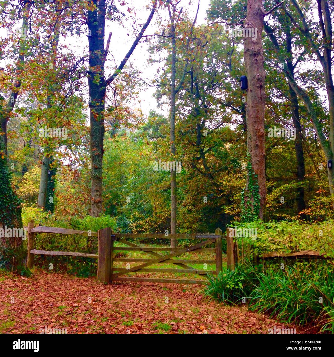 Throw your heart over the fence and the rest will follow Stock Photo ...