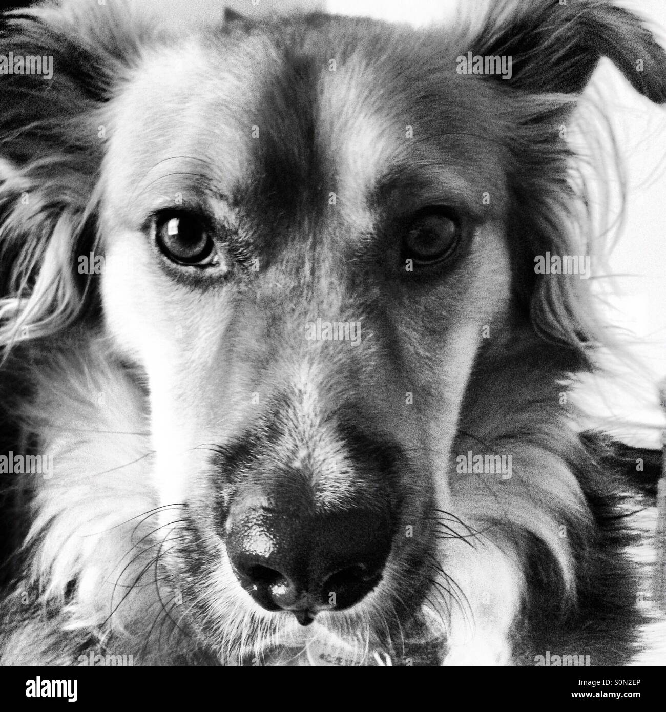 Dog close up Stock Photo - Alamy