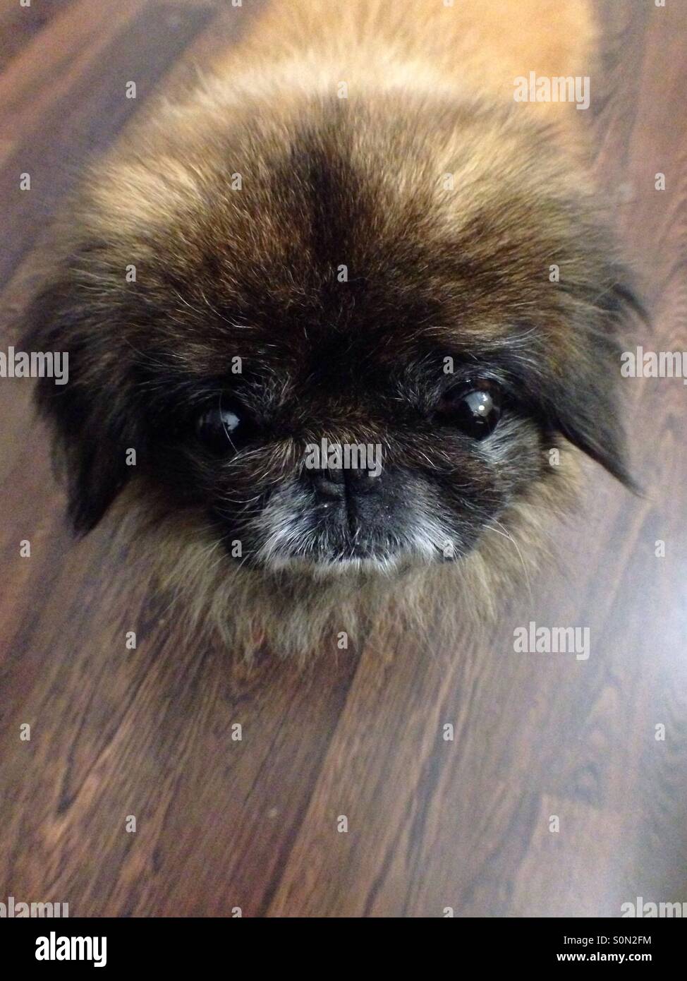 Dog den hi-res stock photography and images - Alamy