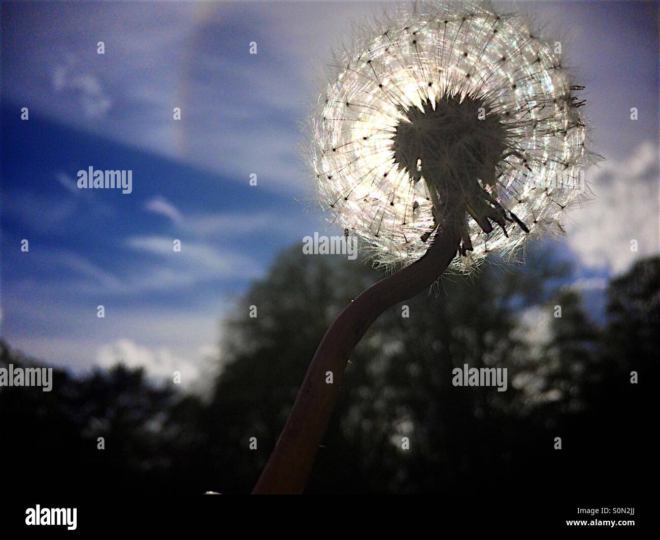 Low angle back it close up of Dandilion flower head Stock Photo - Alamy