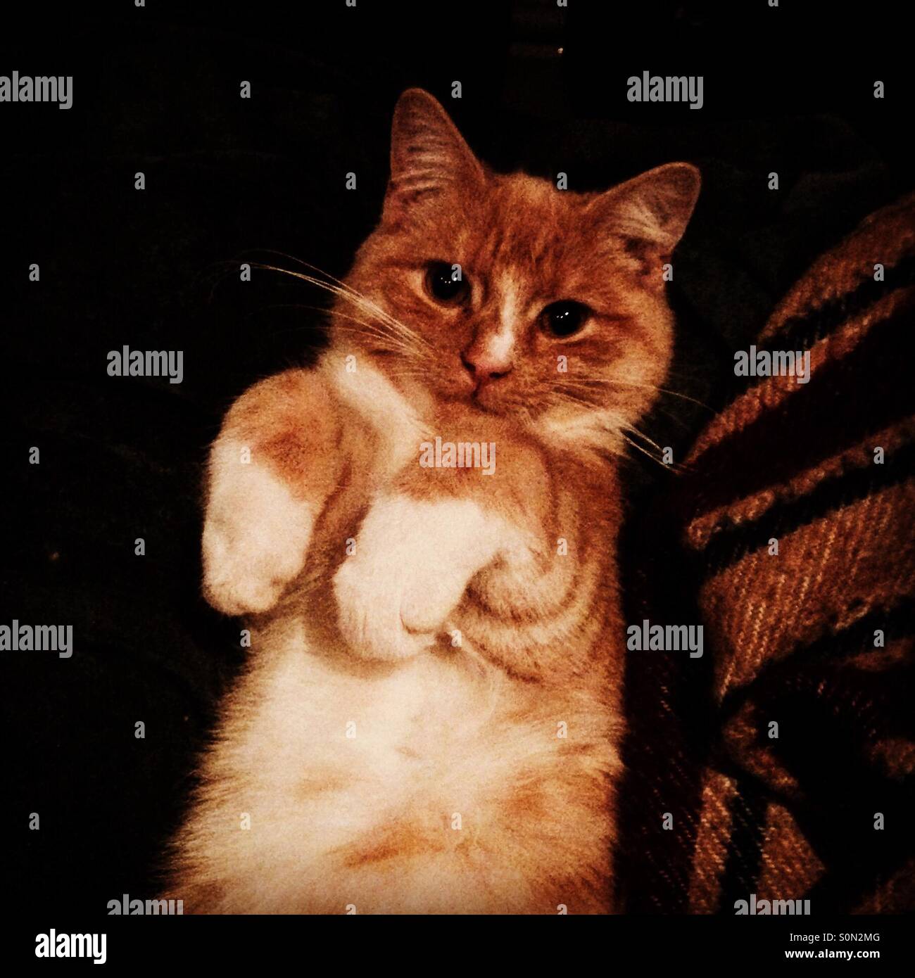 Inquisitive kitty hi-res stock photography and images - Alamy