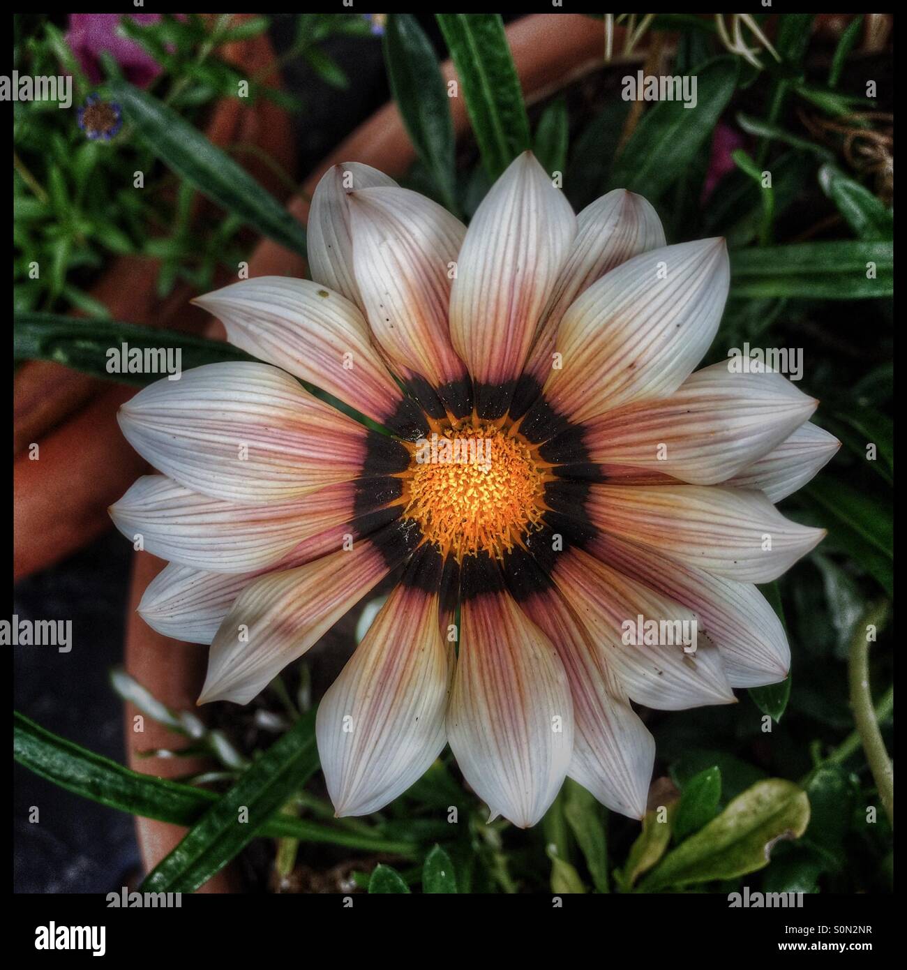 Gazania plant in pot Stock Photo - Alamy