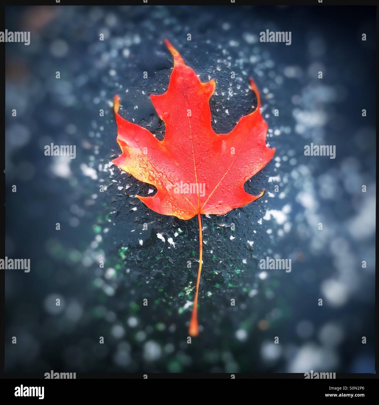 Red maple leaf on wet background, with soft focus edges Stock Photo - Alamy
