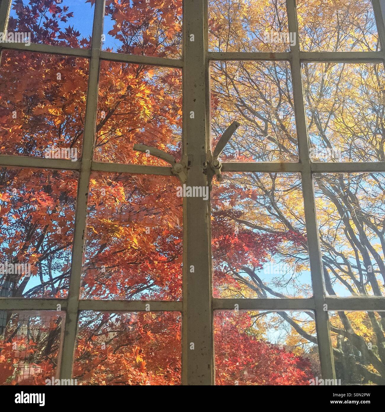 Fall foliage from Dowling College Stock Photo - Alamy