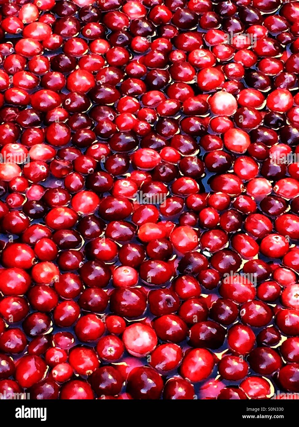 Cranberries floating in a bog Stock Photo - Alamy
