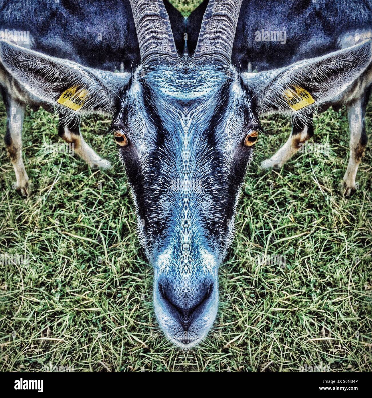 Intense symmetrical goat Stock Photo - Alamy