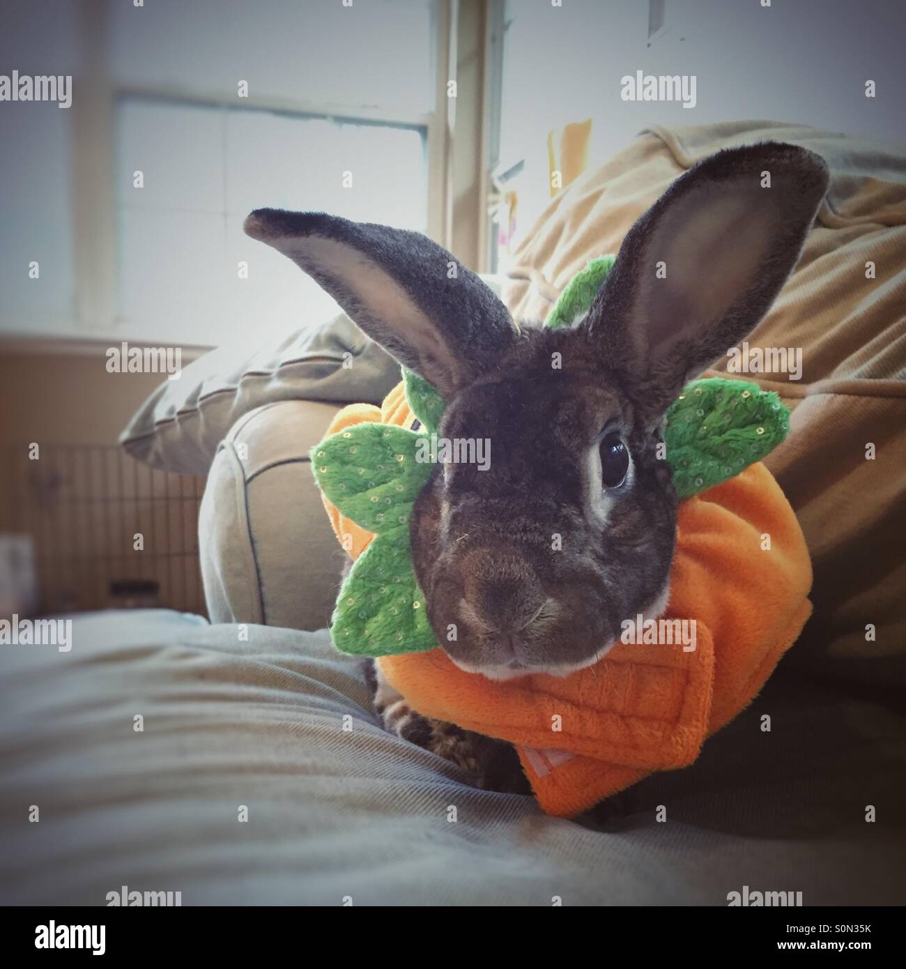Rex rabbit hi-res stock photography and images - Alamy