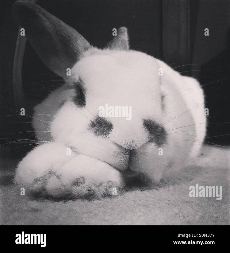 White rabbit resting Stock Photo - Alamy