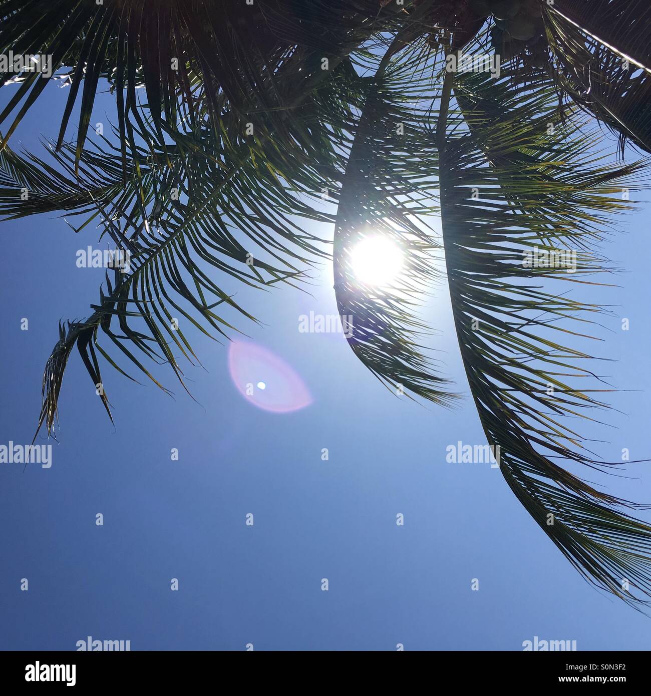 Sun filters through a palm tree Stock Photo - Alamy