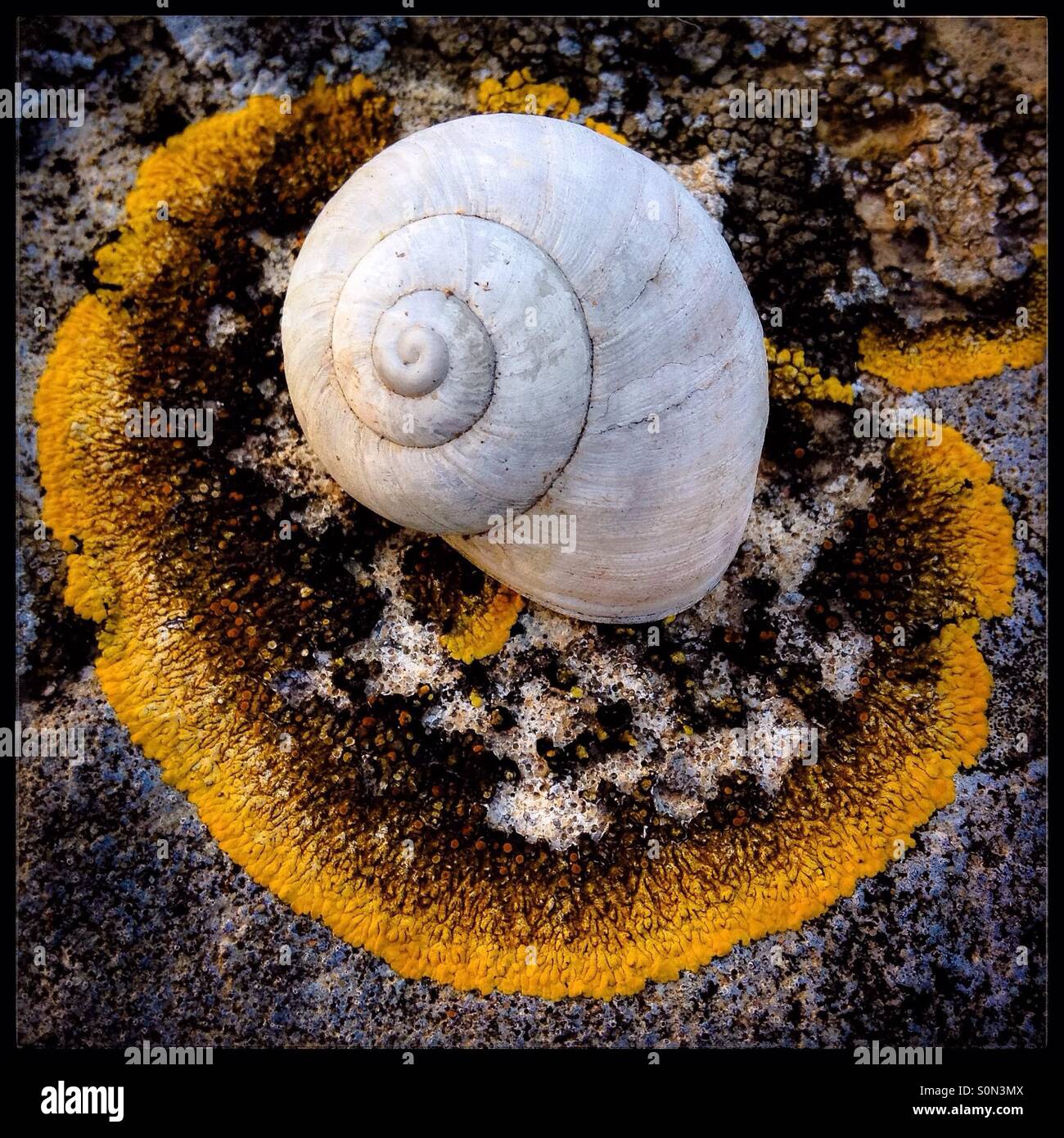 A bleach-white snail shell surrounded by Crustose Lichen on a rock ...