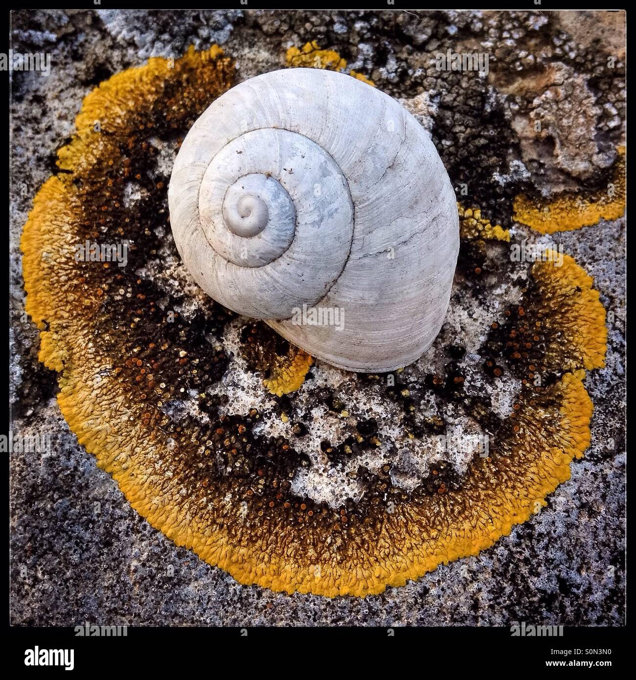 A bleach-white snail shell surrounded by Crustose Lichen on a rock ...