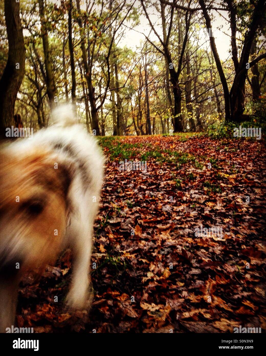 Dog running past camera in wood Stock Photo - Alamy