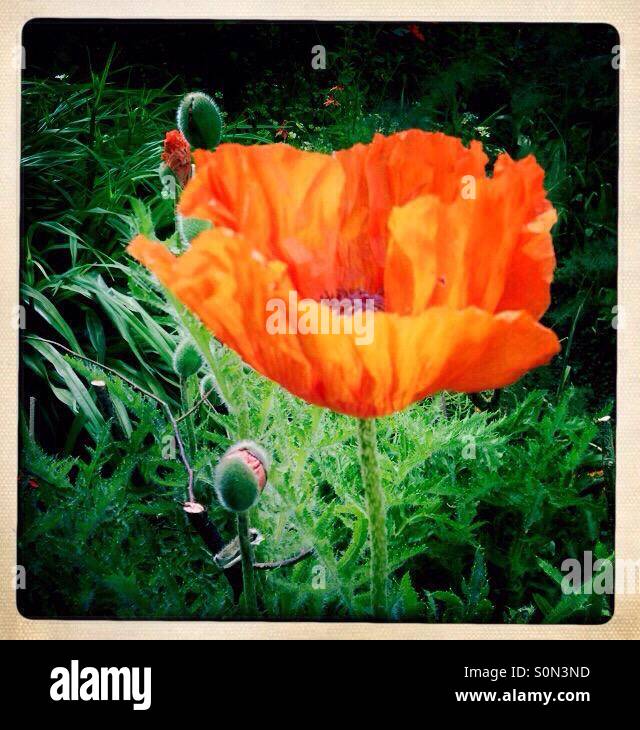 Poppy queen alexandra hi-res stock photography and images - Alamy