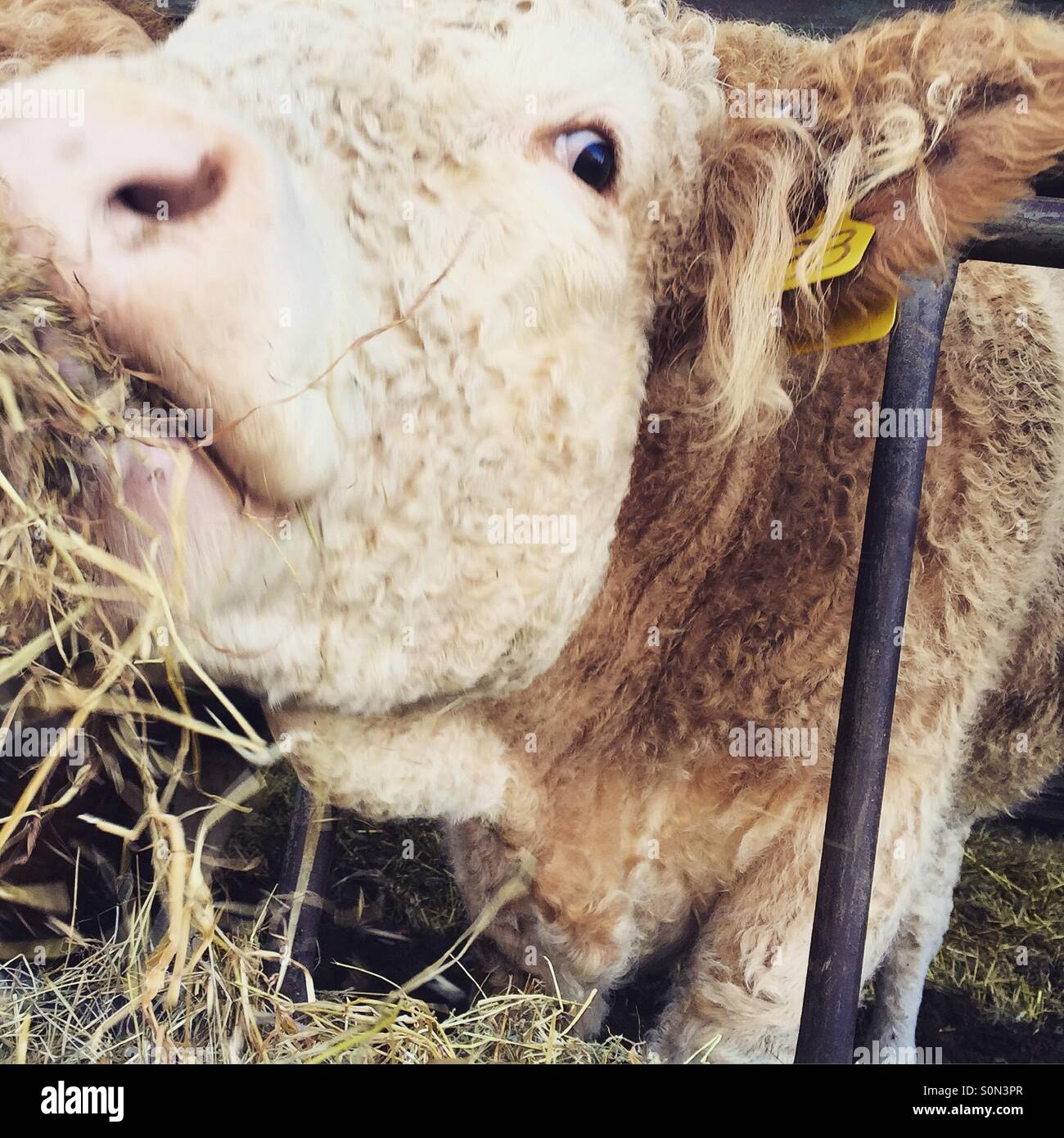 Cow hay hi-res stock photography and images - Alamy