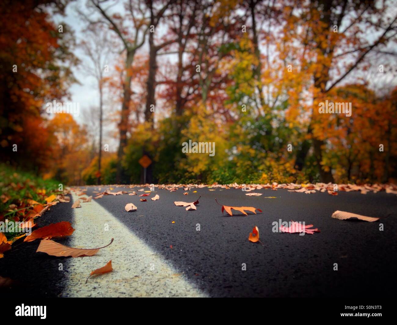 Wet road and leaves hi-res stock photography and images - Alamy