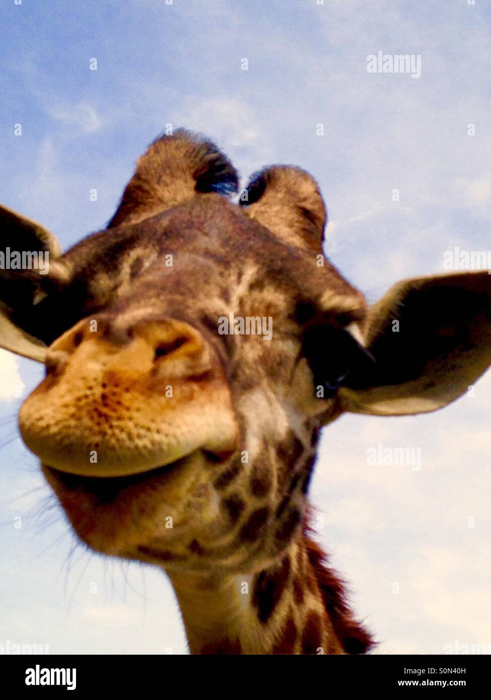 Close up cute giraffe hi-res stock photography and images - Alamy