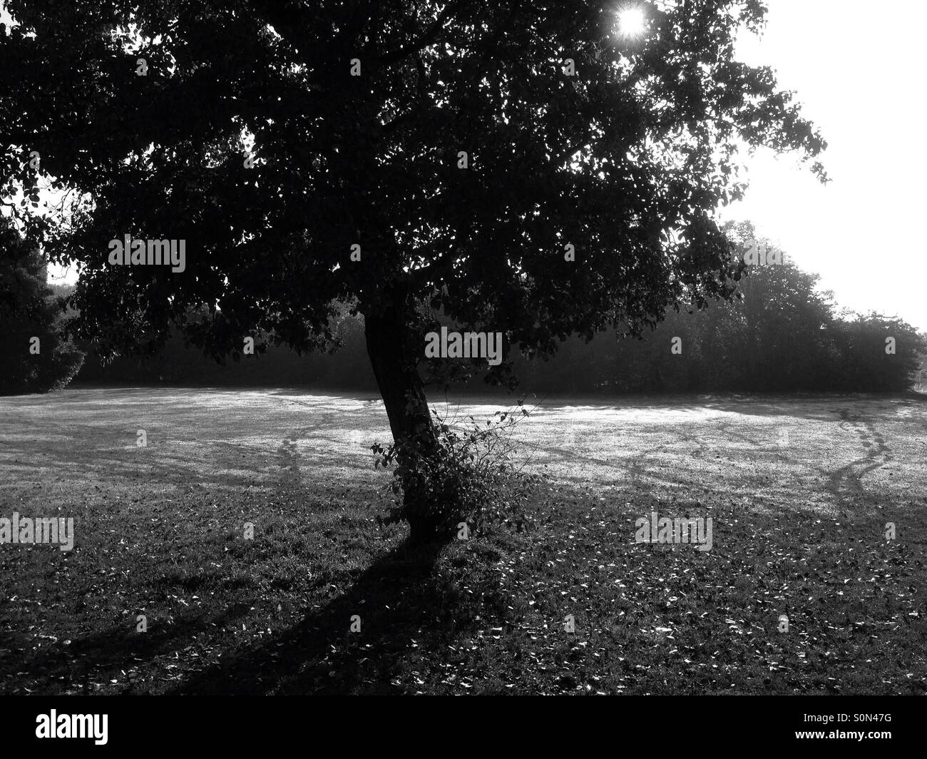 Tree shadow early morning hi-res stock photography and images - Alamy