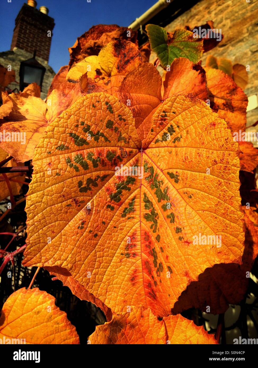 Leaf in the sun hi-res stock photography and images - Alamy